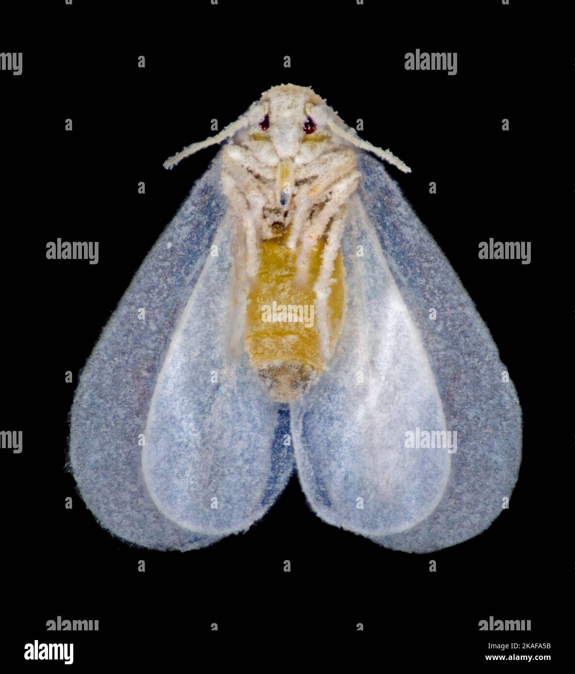 White fly, Trialeurodes vaporariorum,ventral view covered in fungal ...