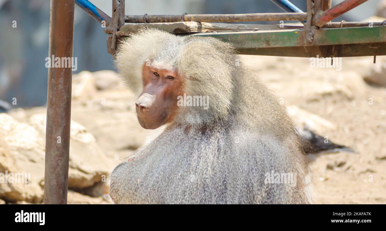 A portrait of a Baboons monkey in the zoo Stock Photo - Alamy