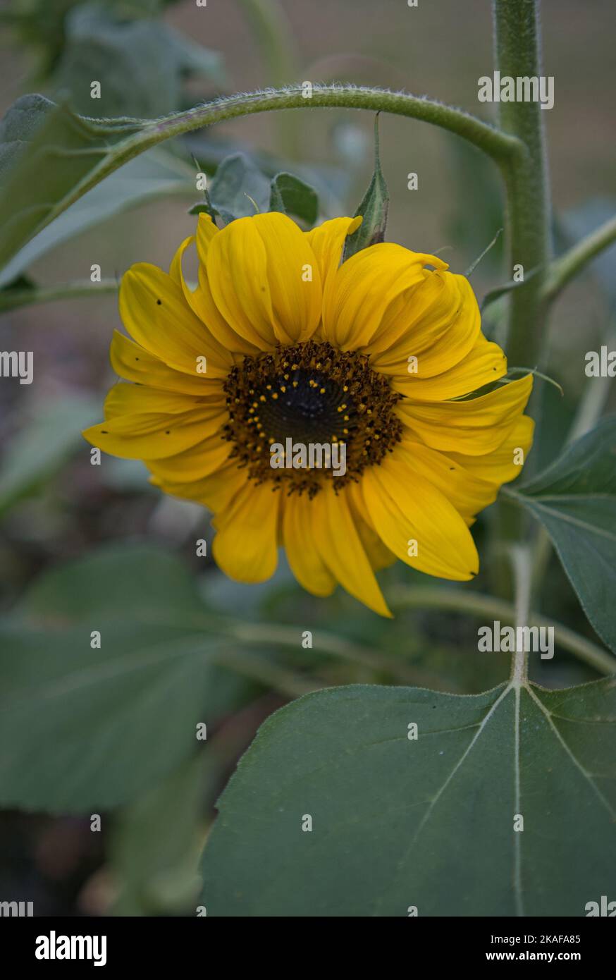 A vertical closeup of a common sunflower, Helianthus annuus in a field ...