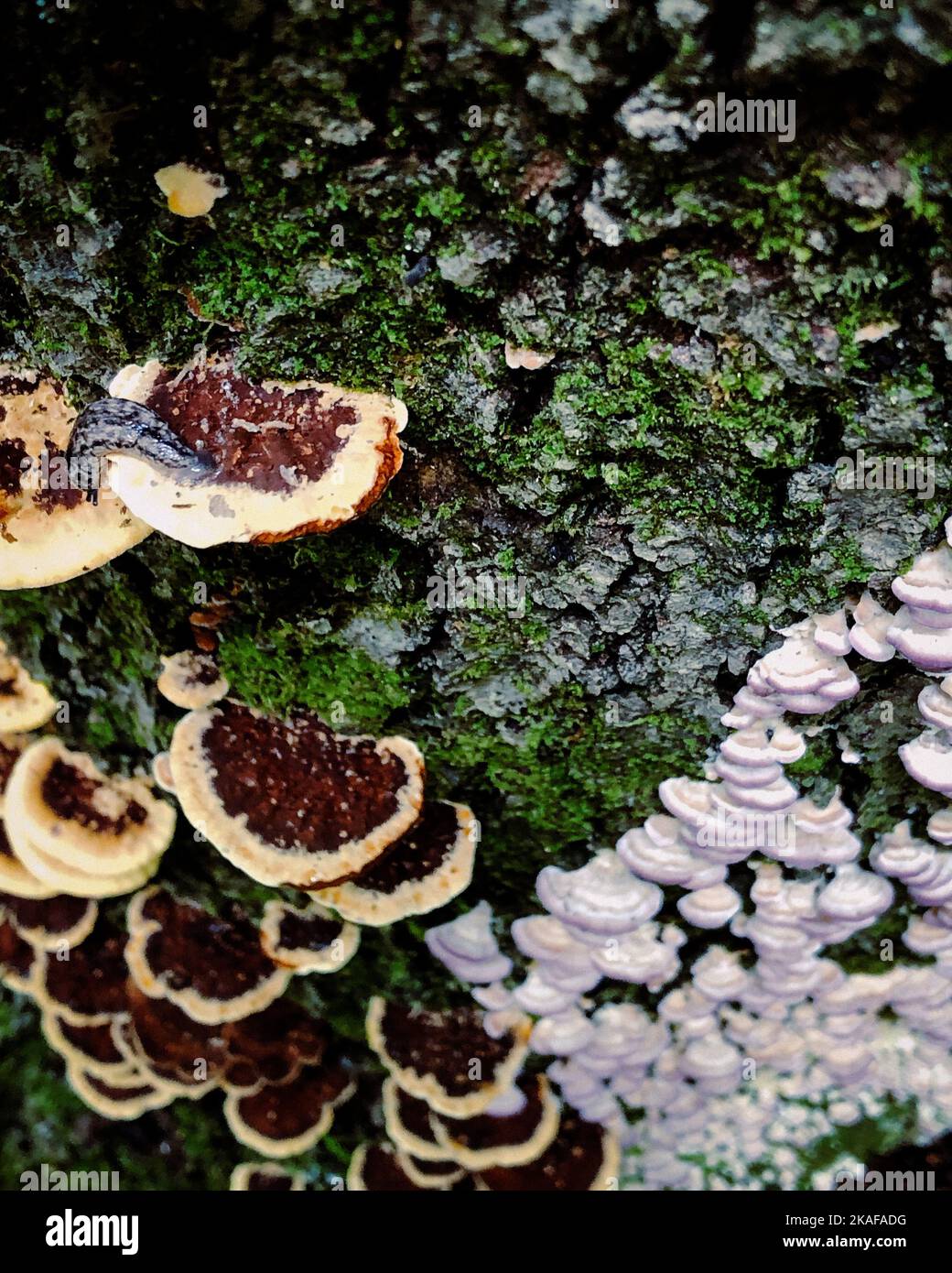 Vertical closeup fungus on hi-res stock photography and images - Alamy