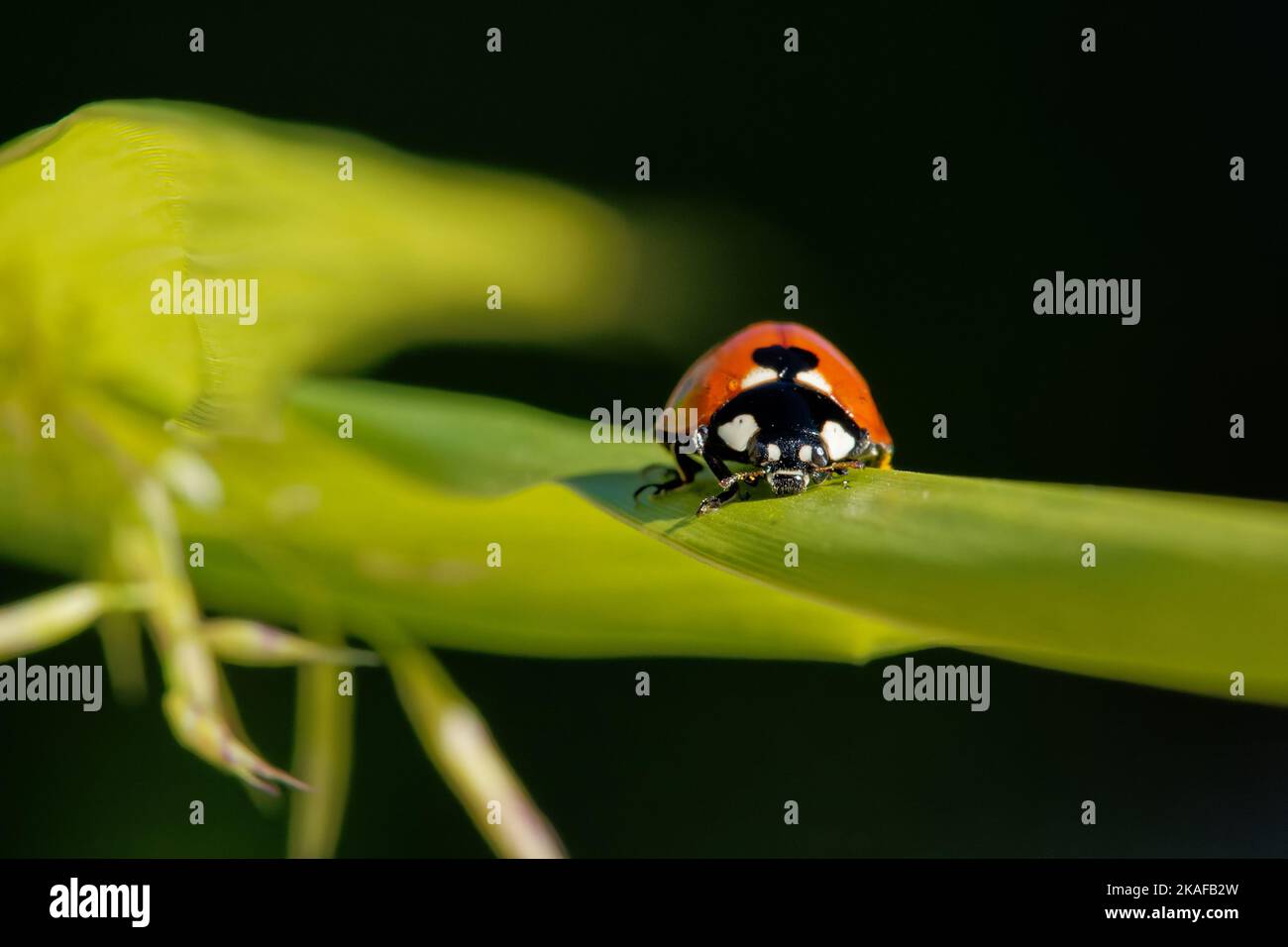A macro of a cute ladybug climbing a green plant outdoors Stock Photo ...