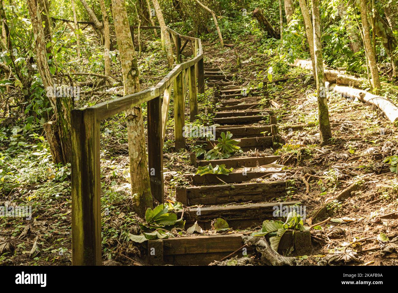The wooden steps on a hiking trail surrounded by leaves Stock Photo - Alamy