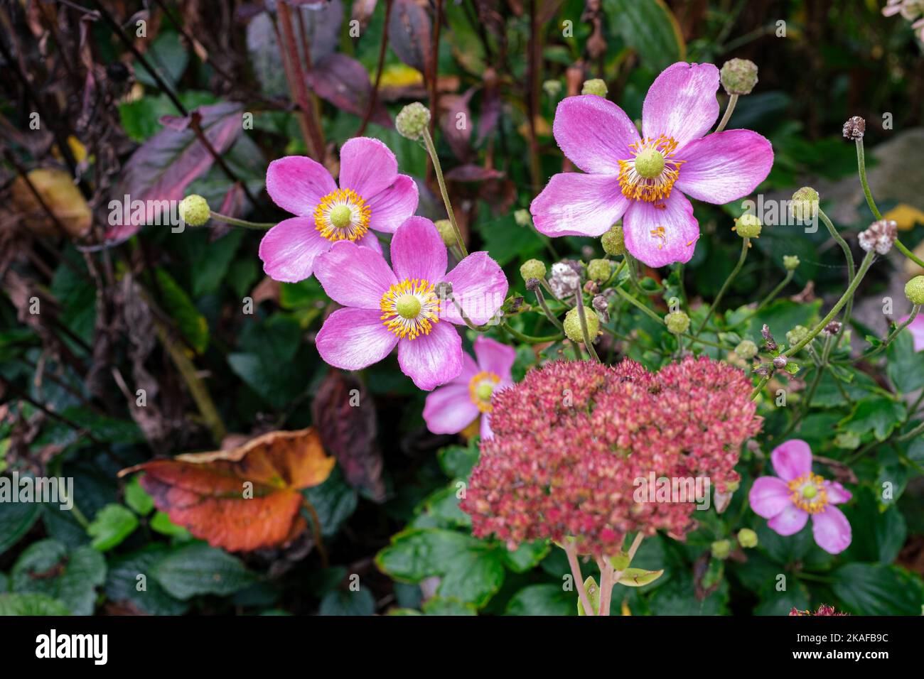 A Selective focus of purple Japanese thimbleweed flower Stock Photo - Alamy