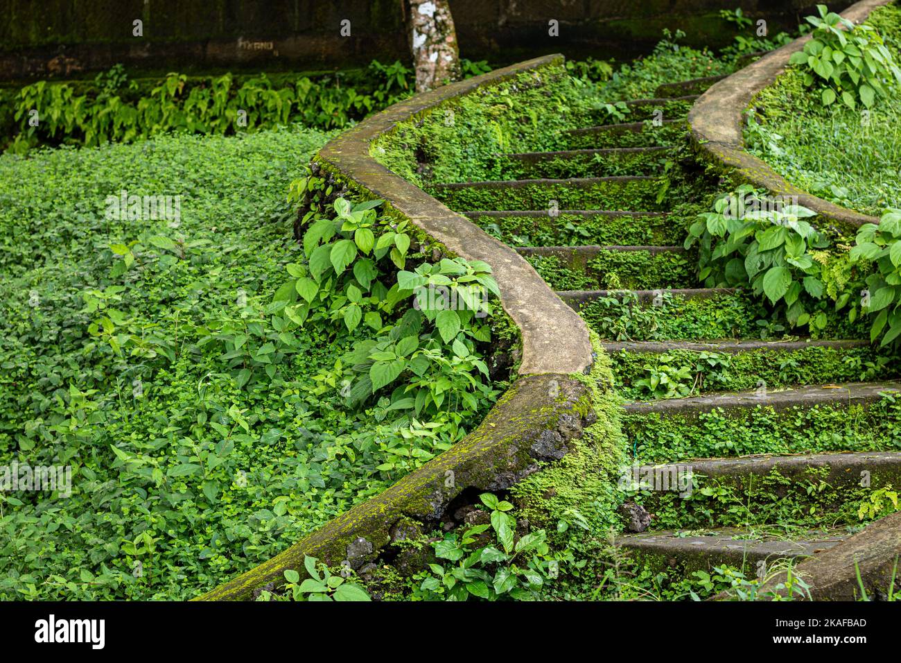 The stone curved steps covered in overgrown leaves Stock Photo - Alamy