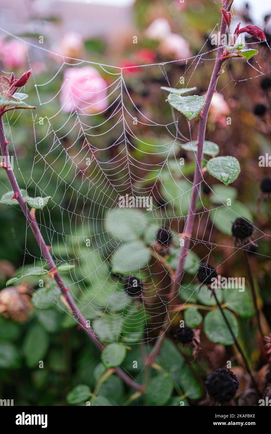 A closeop of a spider web on a garden rose bush Stock Photo - Alamy