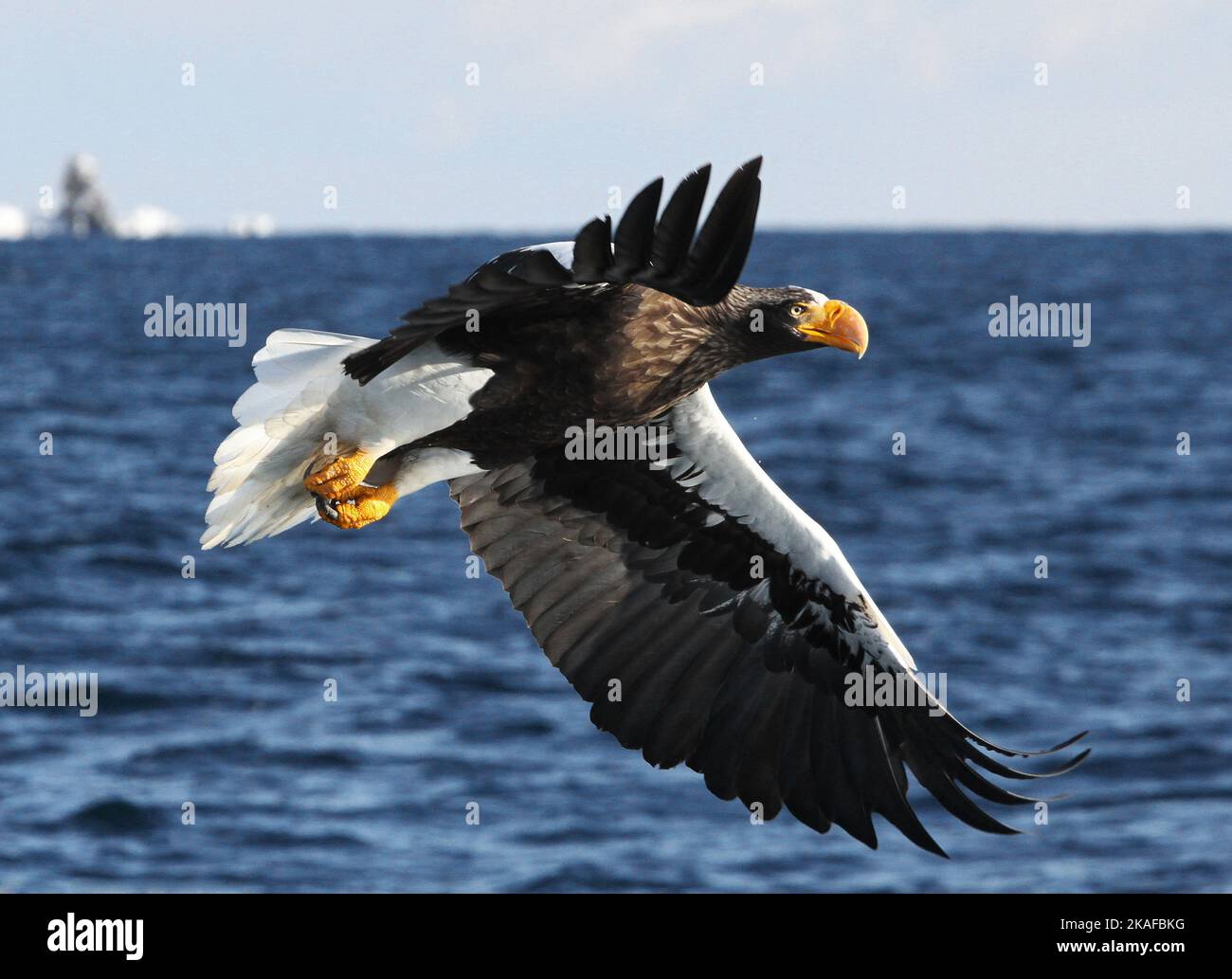 A closeup of Steller's sea eagle flying over water Stock Photo - Alamy