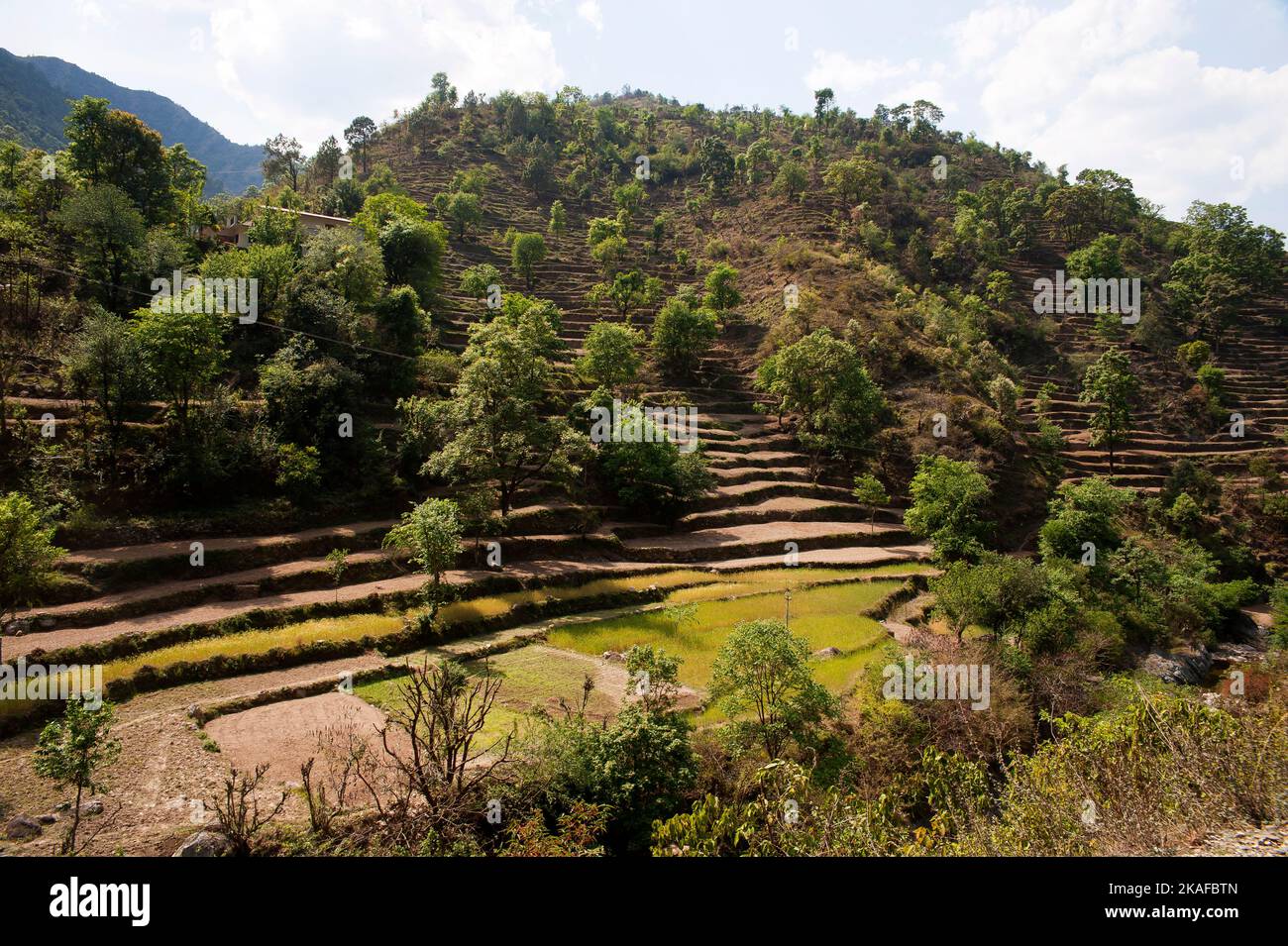 Typical terraced fields used in villages on the Kumaon hills ...