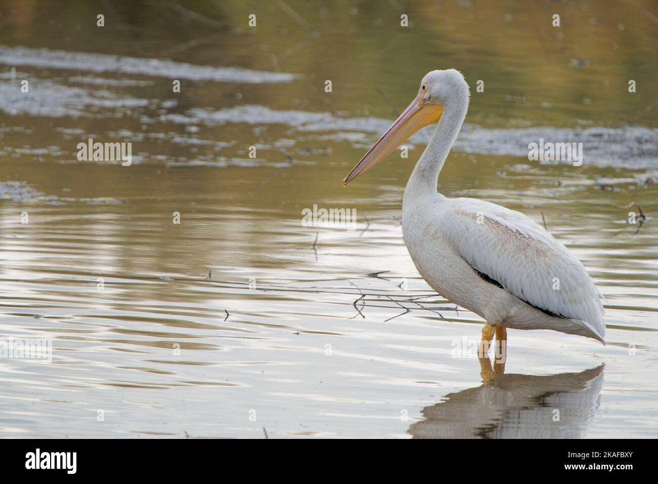 A closeup of the pink pelican swimming in the sea and looking sideways ...