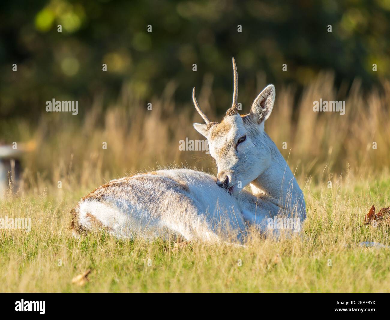 Juvenile buck male fallow deer hi-res stock photography and images - Alamy