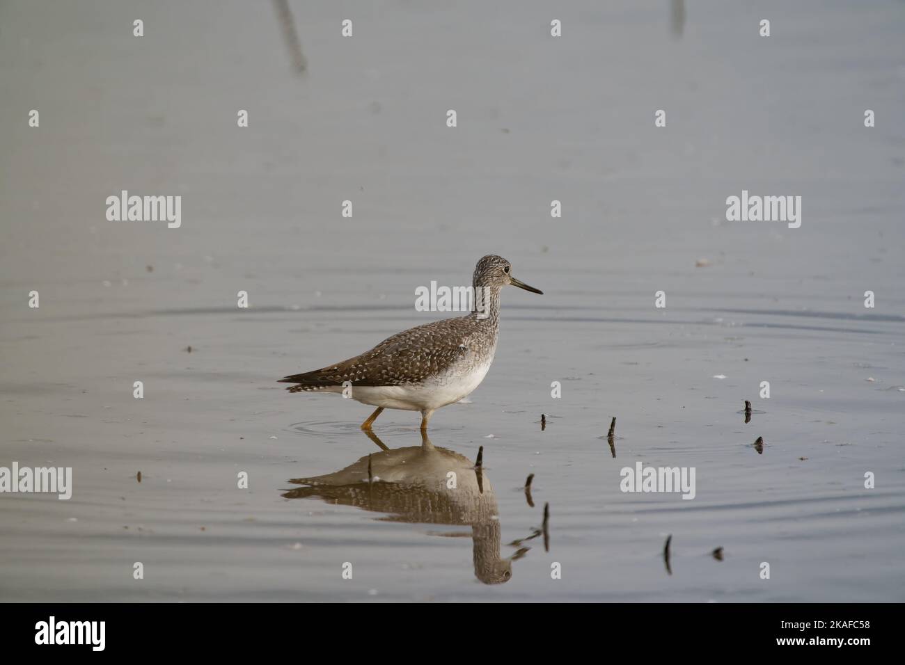 A cute little bird snipe swimming in water with its reflection in the ...