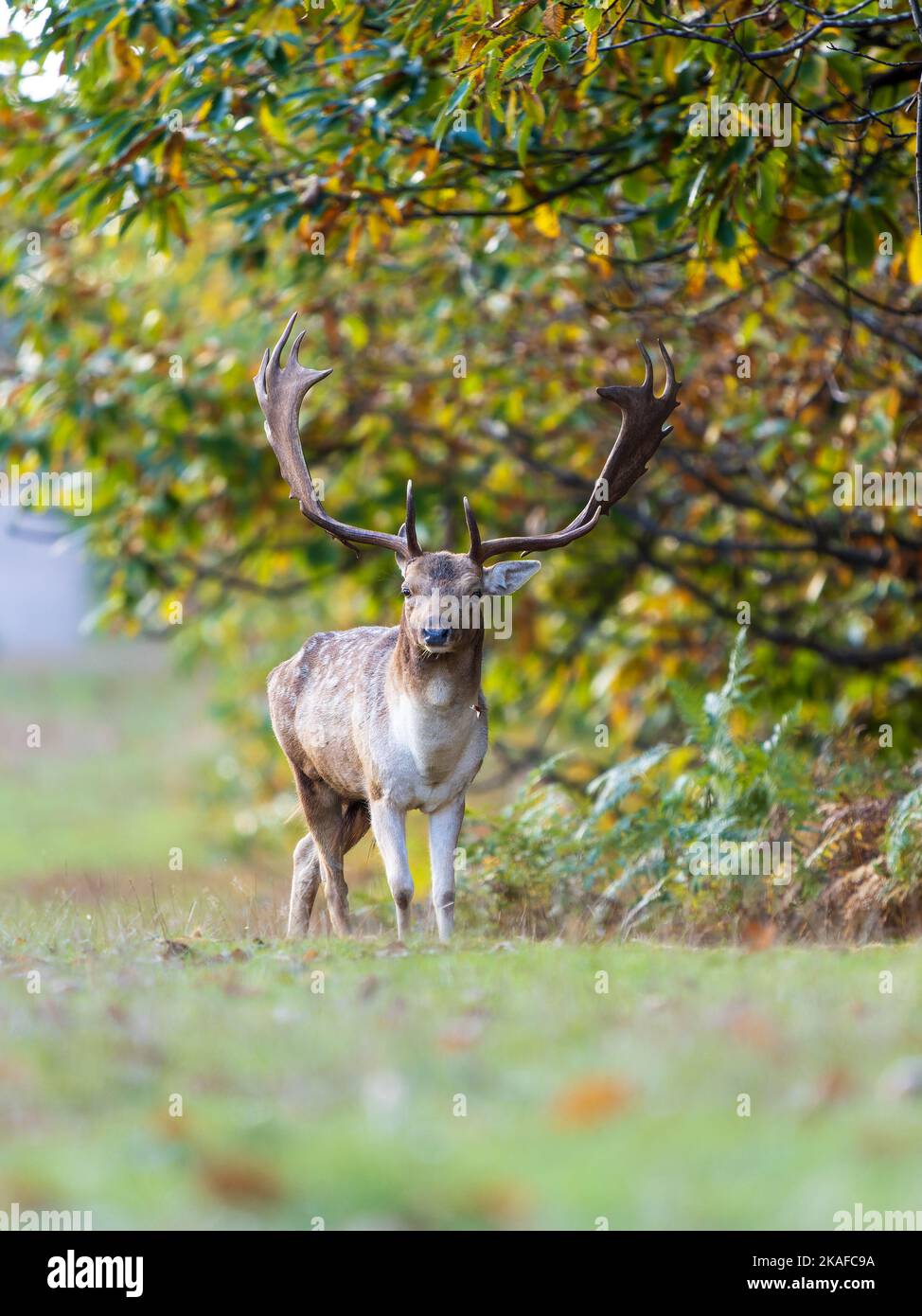 Fallow Deer Buck Stock Photo - Alamy