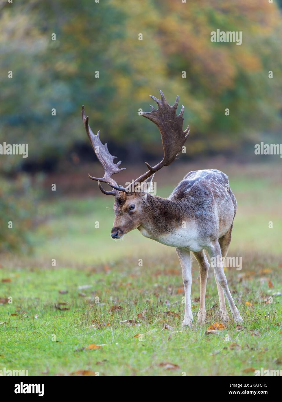 Fallow Deer Buck Stock Photo - Alamy
