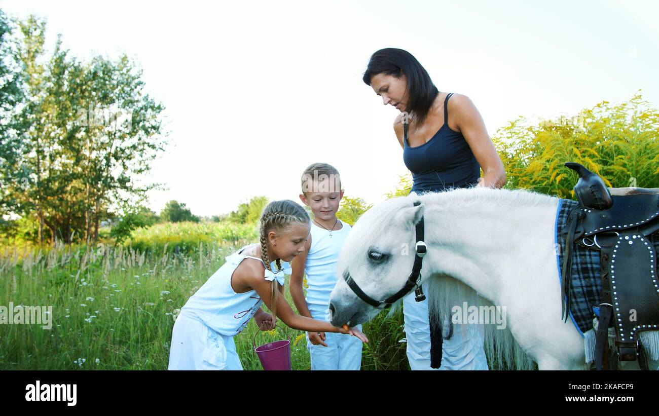 Children, a boy and a girl of seven years, fed a white pony, give to ...
