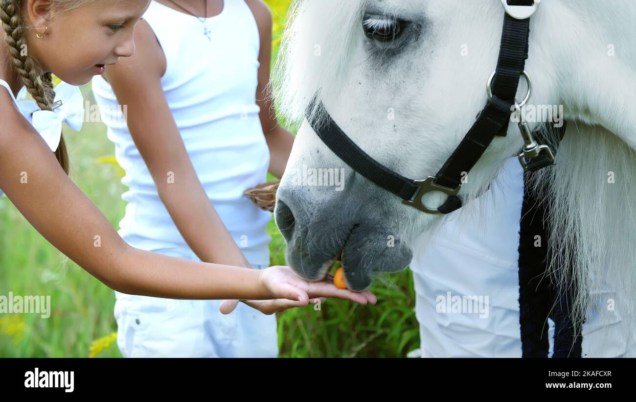 Children, a boy and a girl of seven years, fed a white pony, give to ...