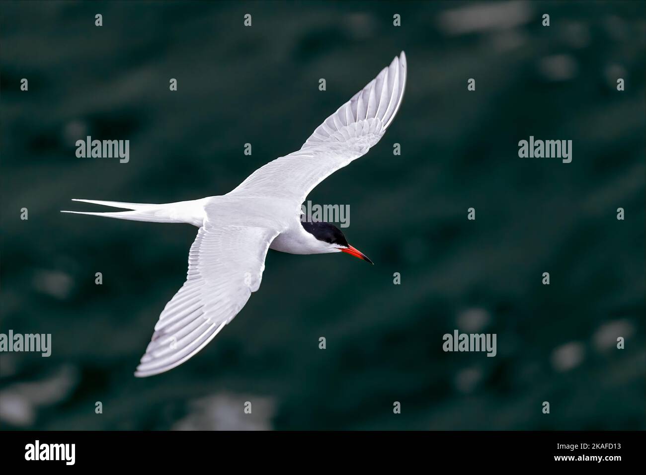 Common tern flying over water Stock Photo - Alamy