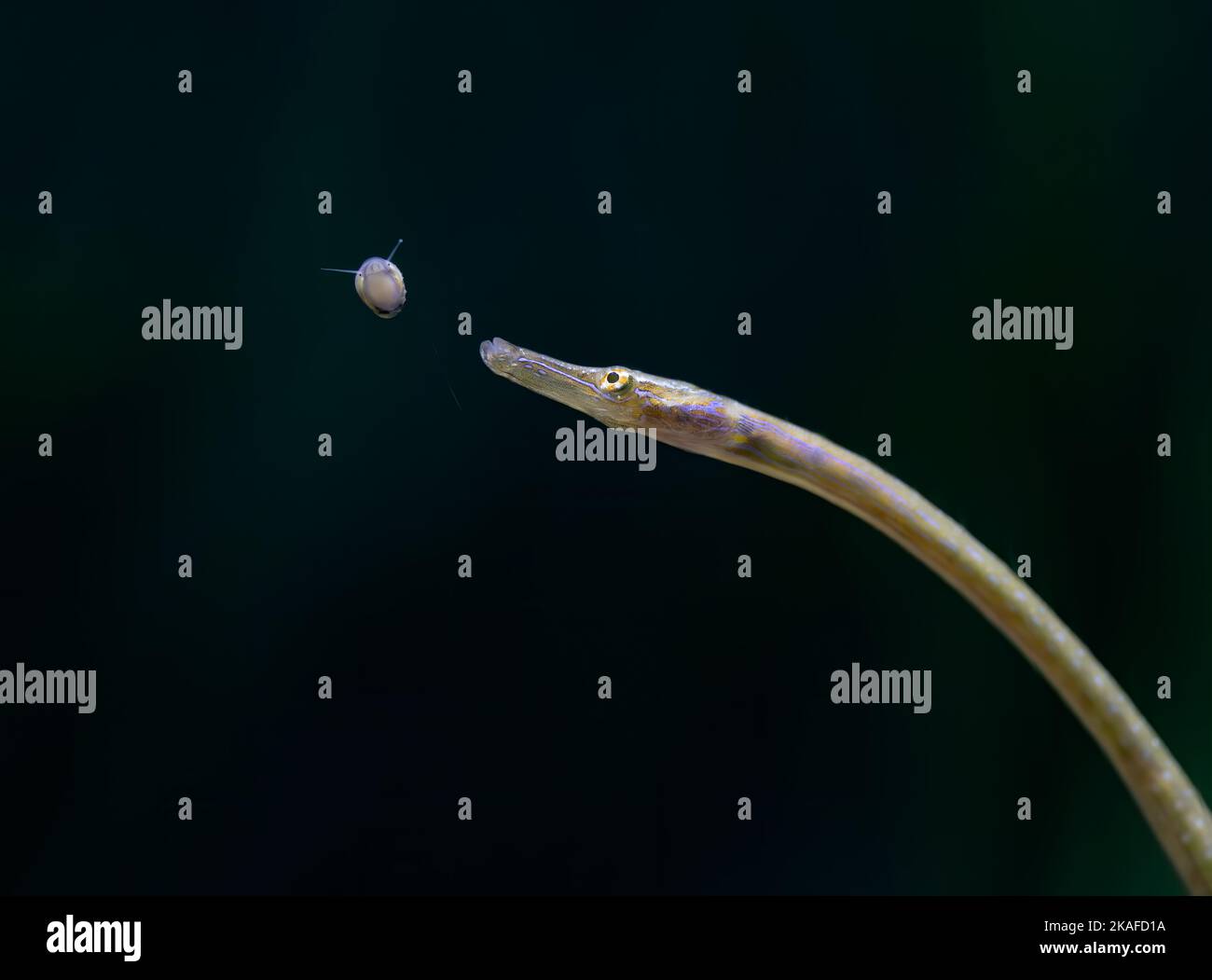 Close up tiny fish swimming hi-res stock photography and images - Alamy