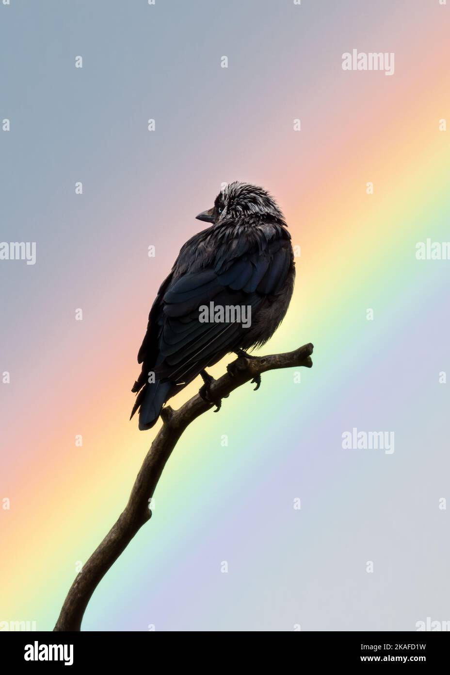 Rainbow wings hi-res stock photography and images - Alamy