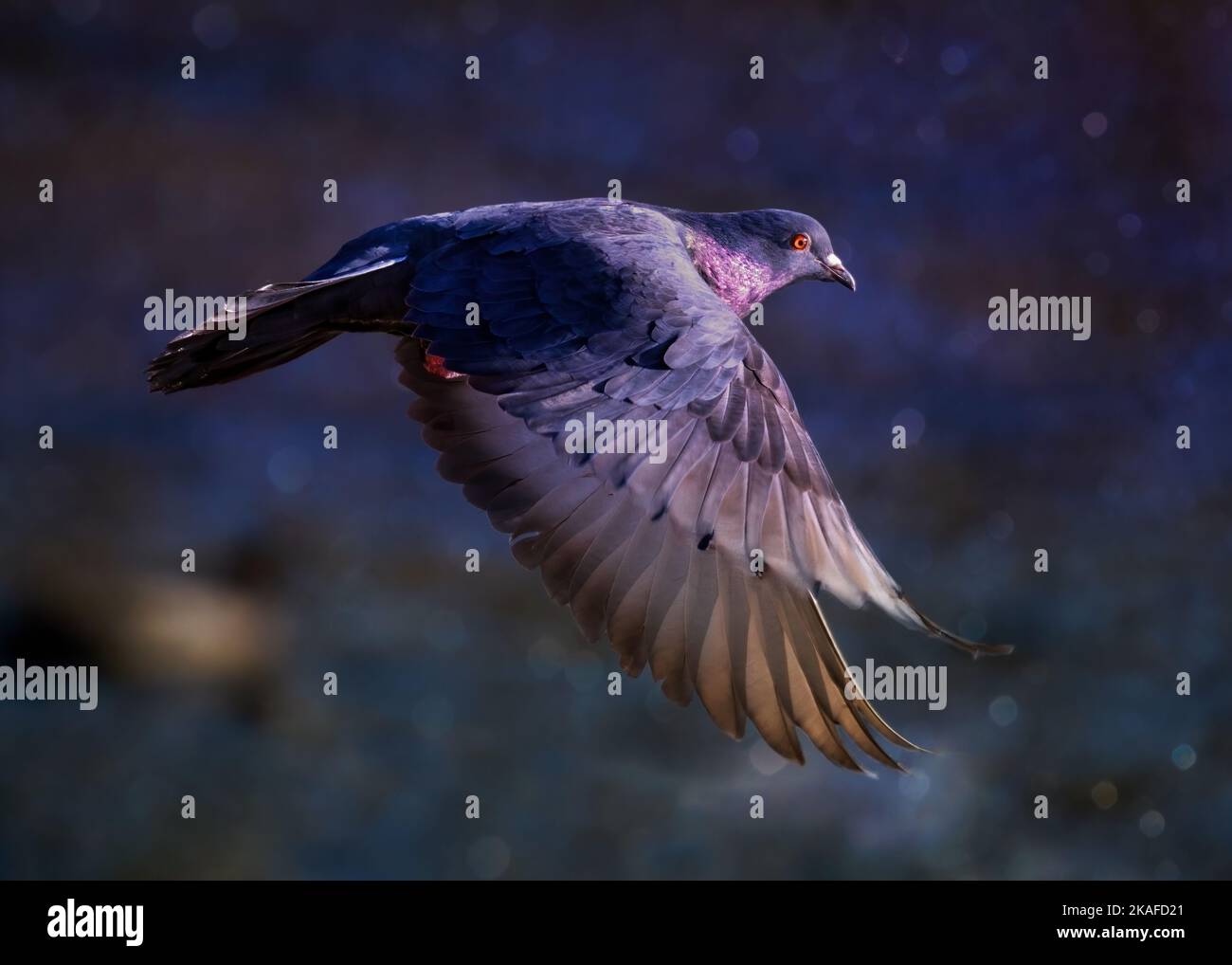 Flight flying pigeon bird urban hi-res stock photography and images - Alamy