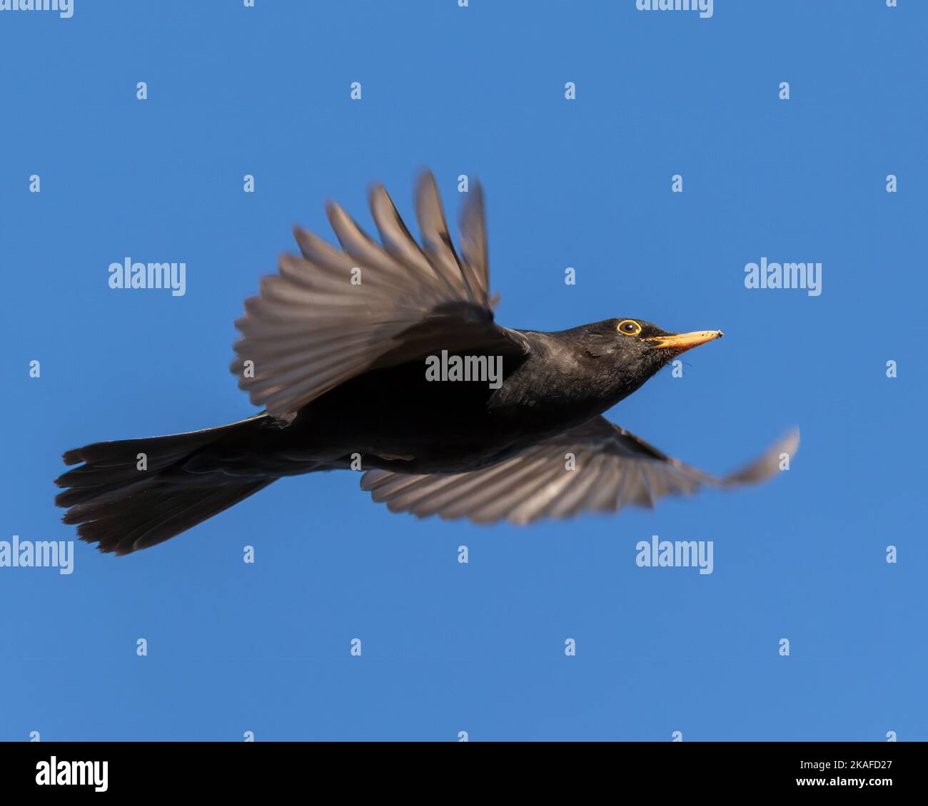 Blackbird in flight hi-res stock photography and images - Alamy