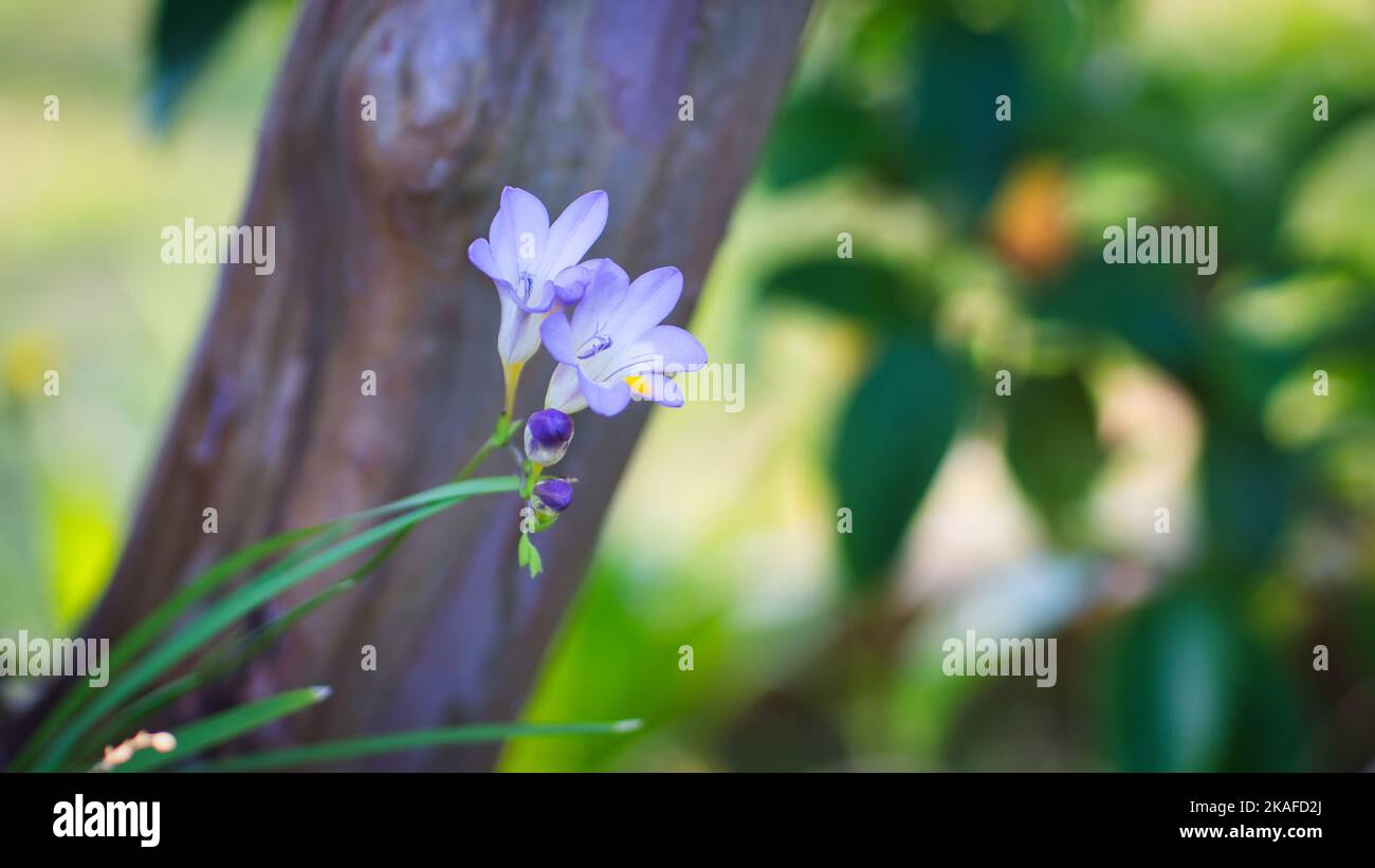 Small iris hi-res stock photography and images - Alamy