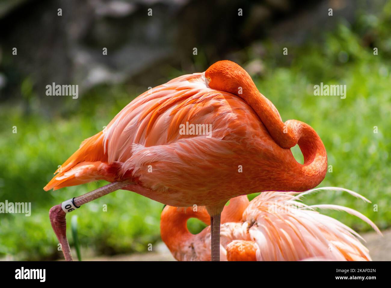 A shallow focus of pink flamingos with one having a head put on the ...