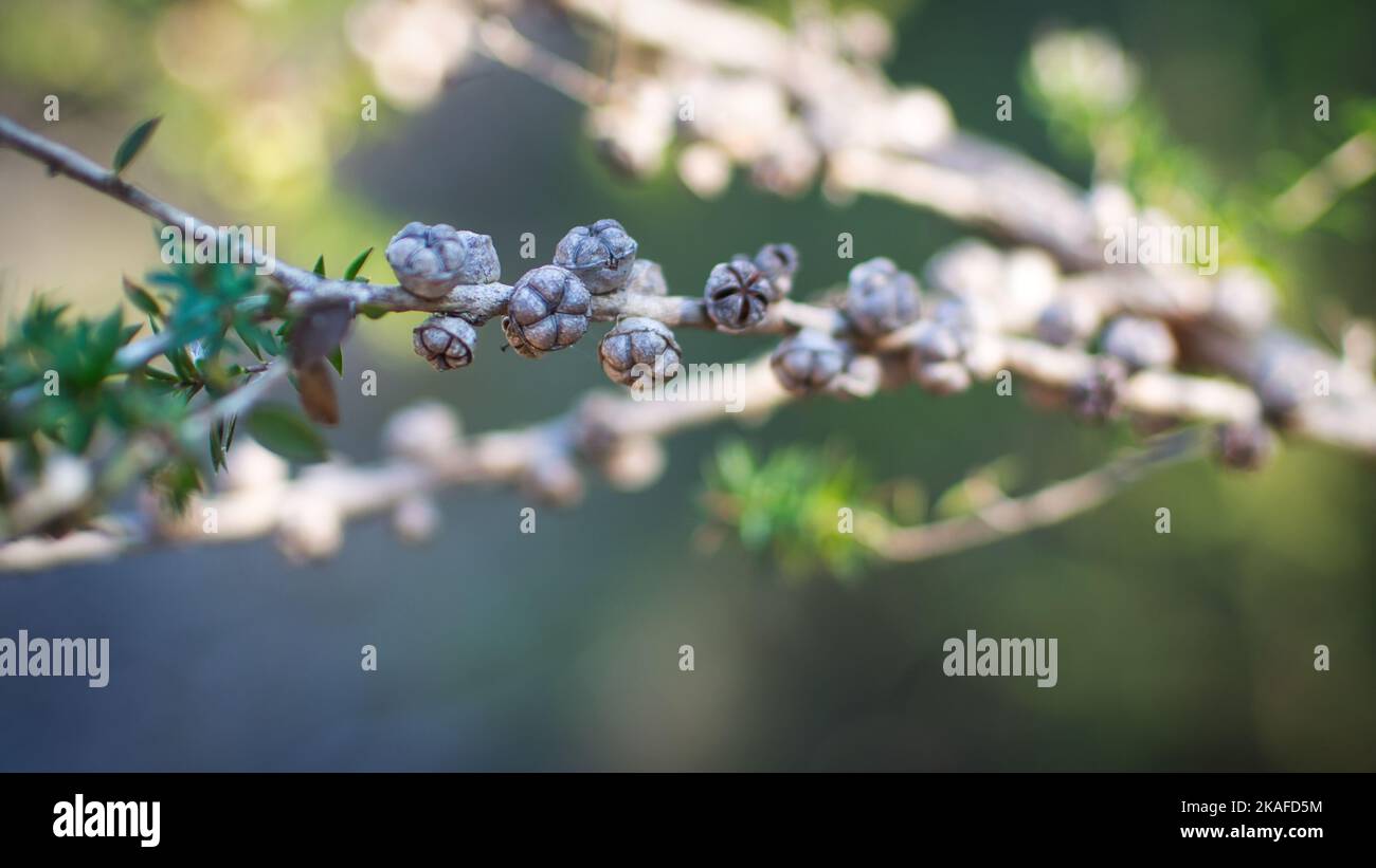 A selective focus of closeup of multiple unique circular shaped seeds ...