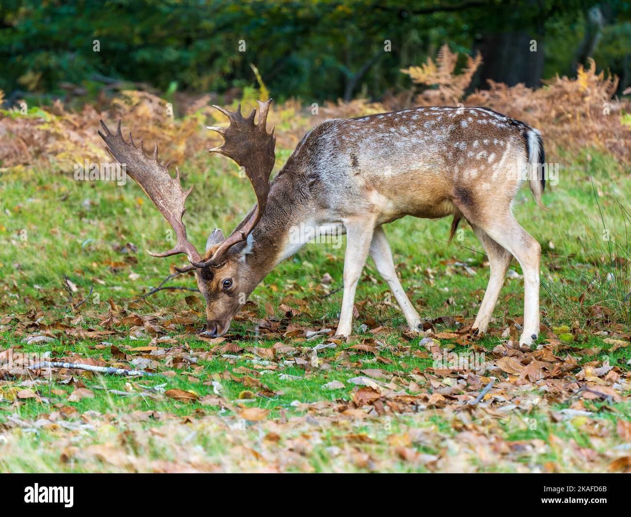 Fallow Deer Buck Stock Photo - Alamy