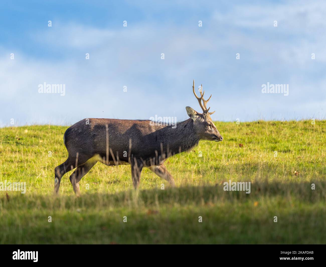 Sika Deer Stag Stock Photo - Alamy