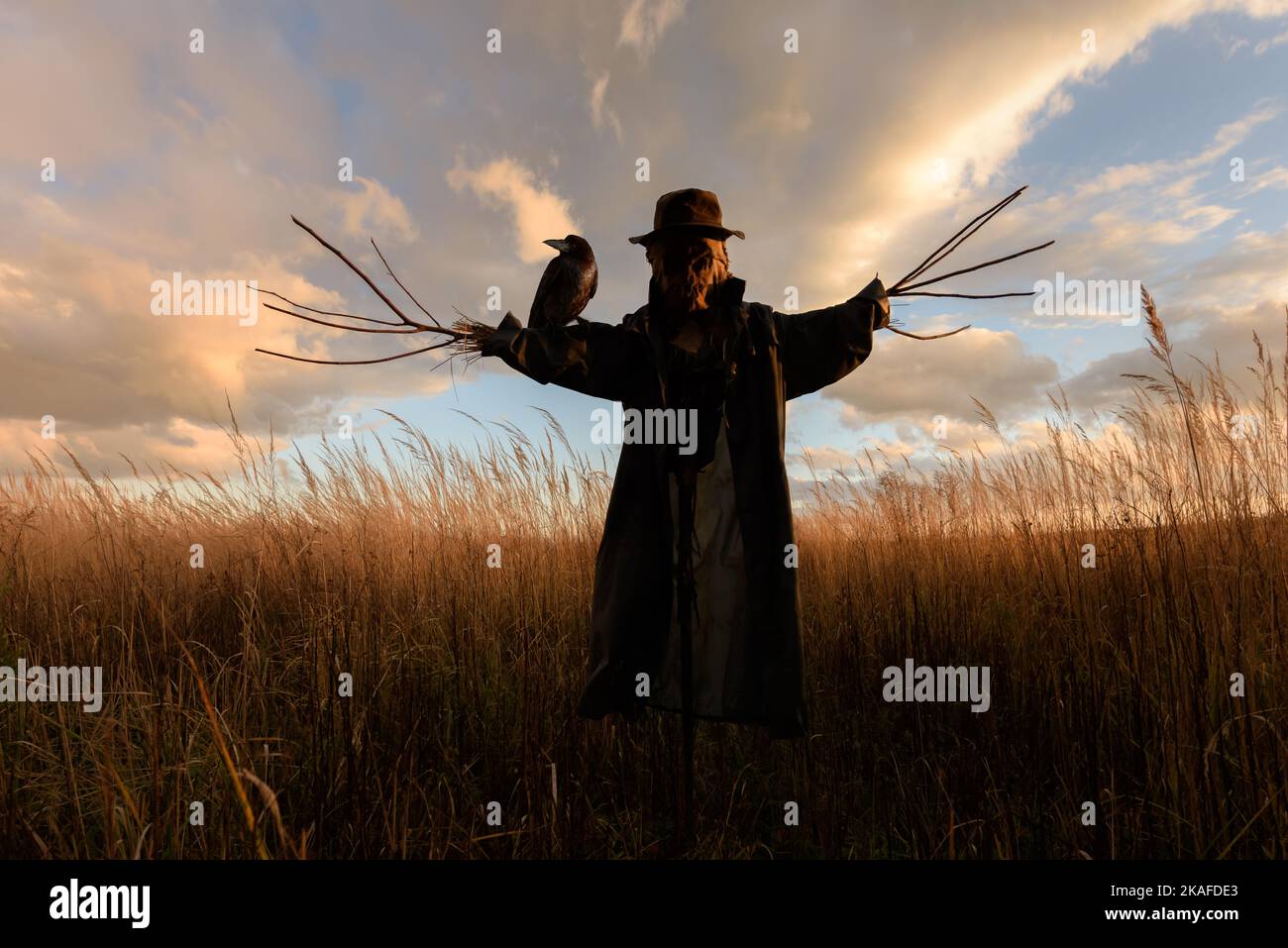Scary scarecrow in a hat on a cornfield in cloudy weather. Black crow ...