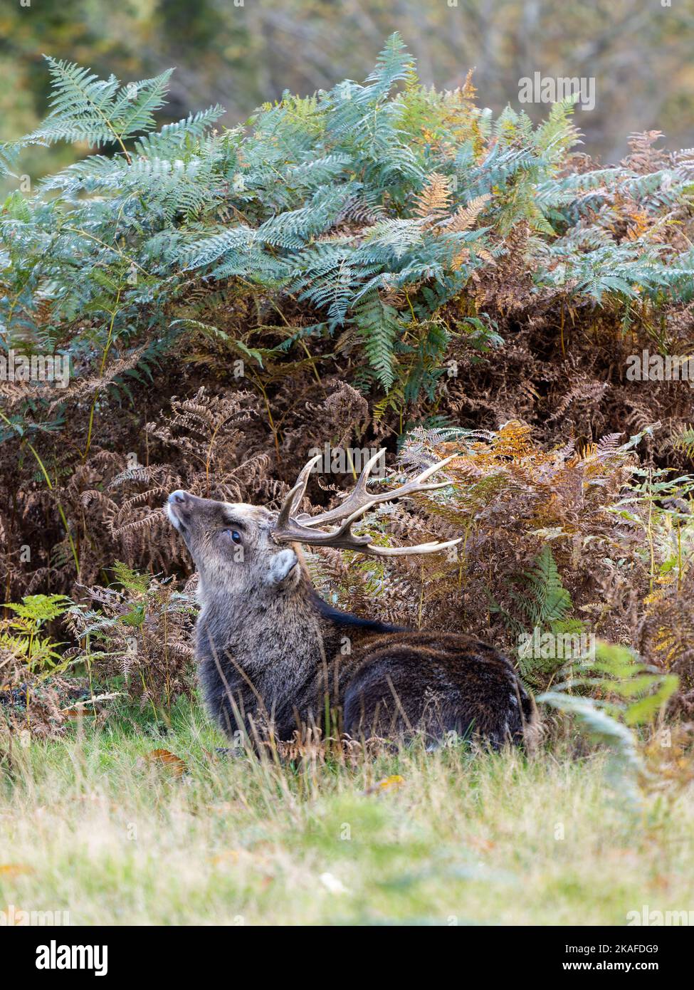 Sika Deer Stag Stock Photo - Alamy