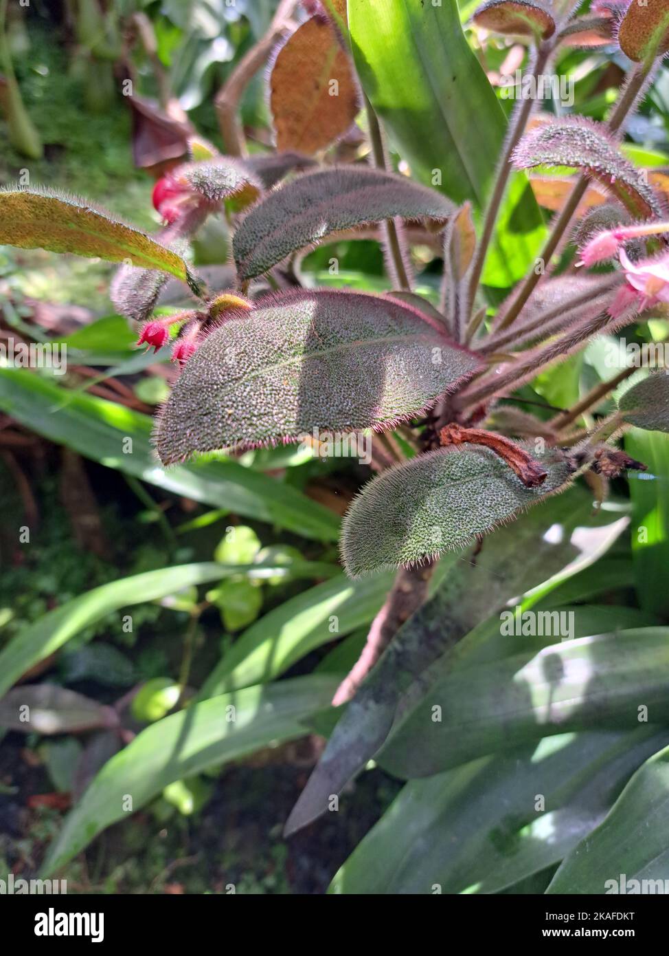 A vertical shot of a plant with big red and green leaves on the blurred ...