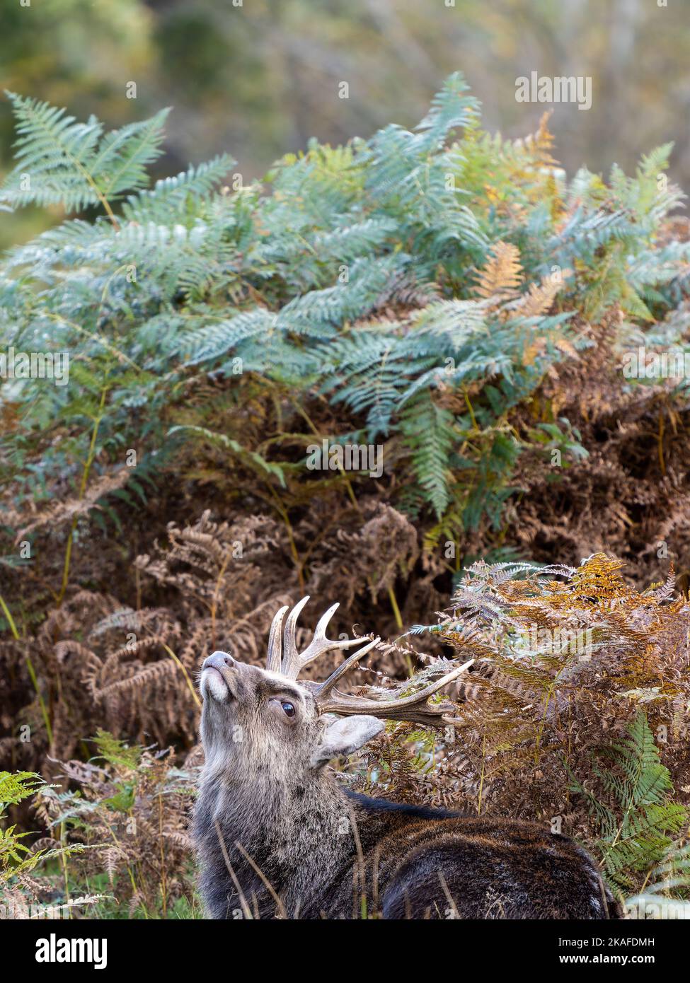 Sika Deer Stag Stock Photo - Alamy