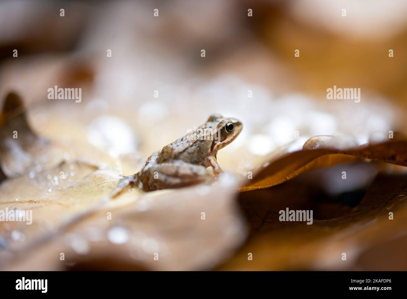Rain frog leaf hi-res stock photography and images - Alamy