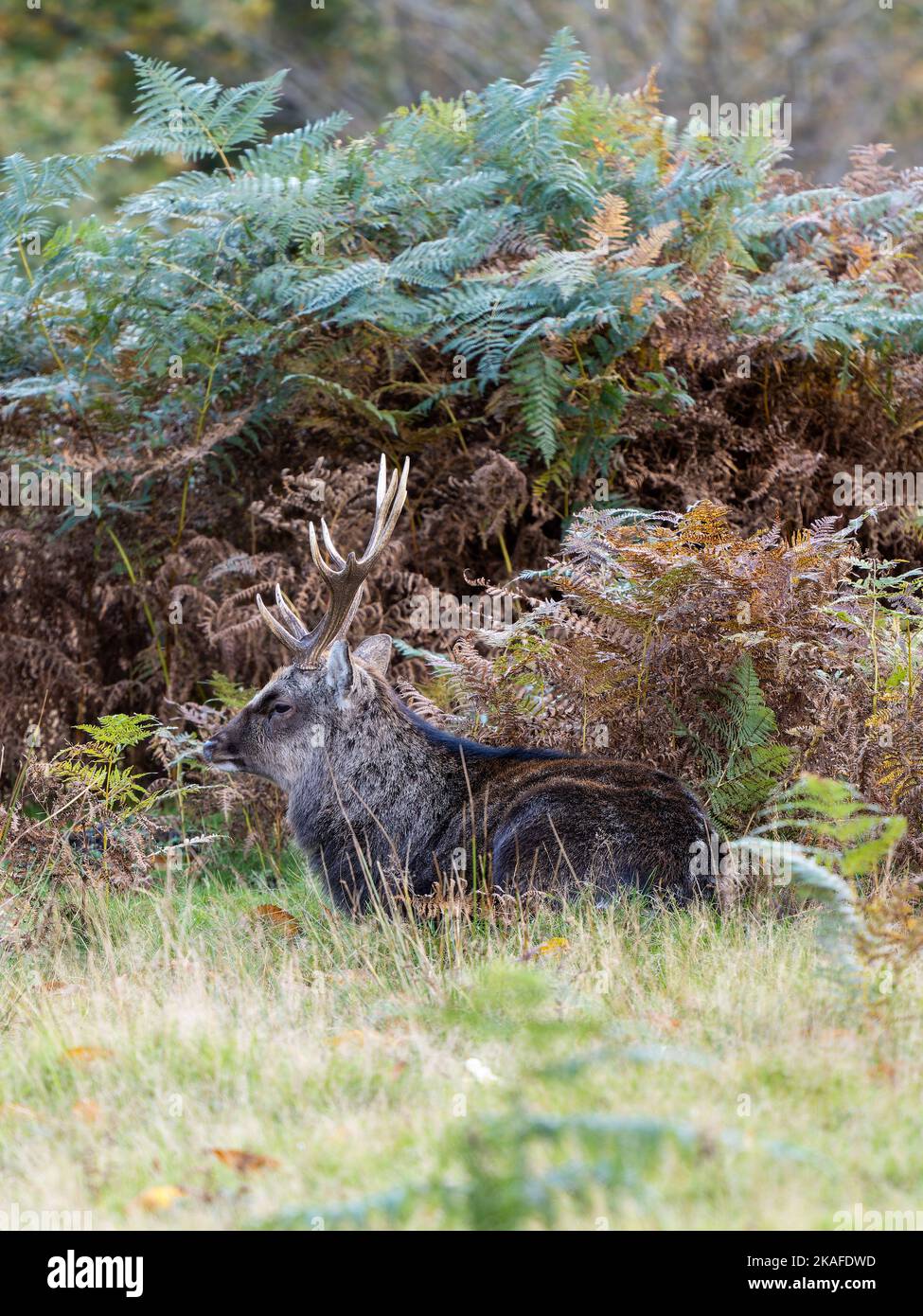 Sika Deer Stag Stock Photo - Alamy