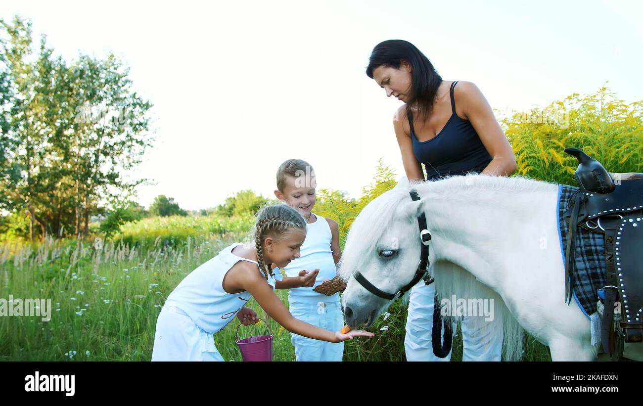 Children, a boy and a girl of seven years, fed a white pony, give to ...