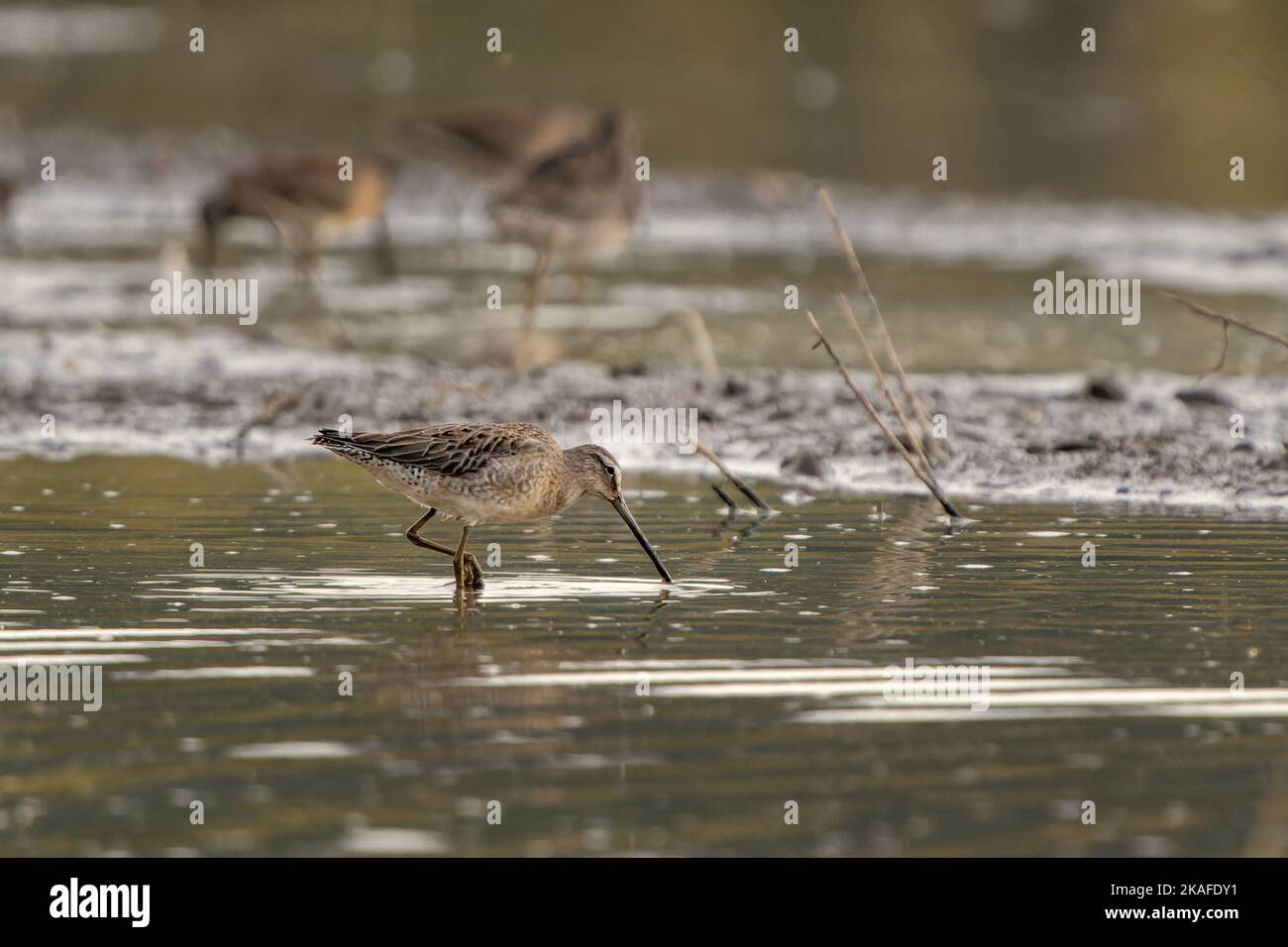 A long-billed dowitcher (Limnodromus scolopaceus) bird drinking water ...