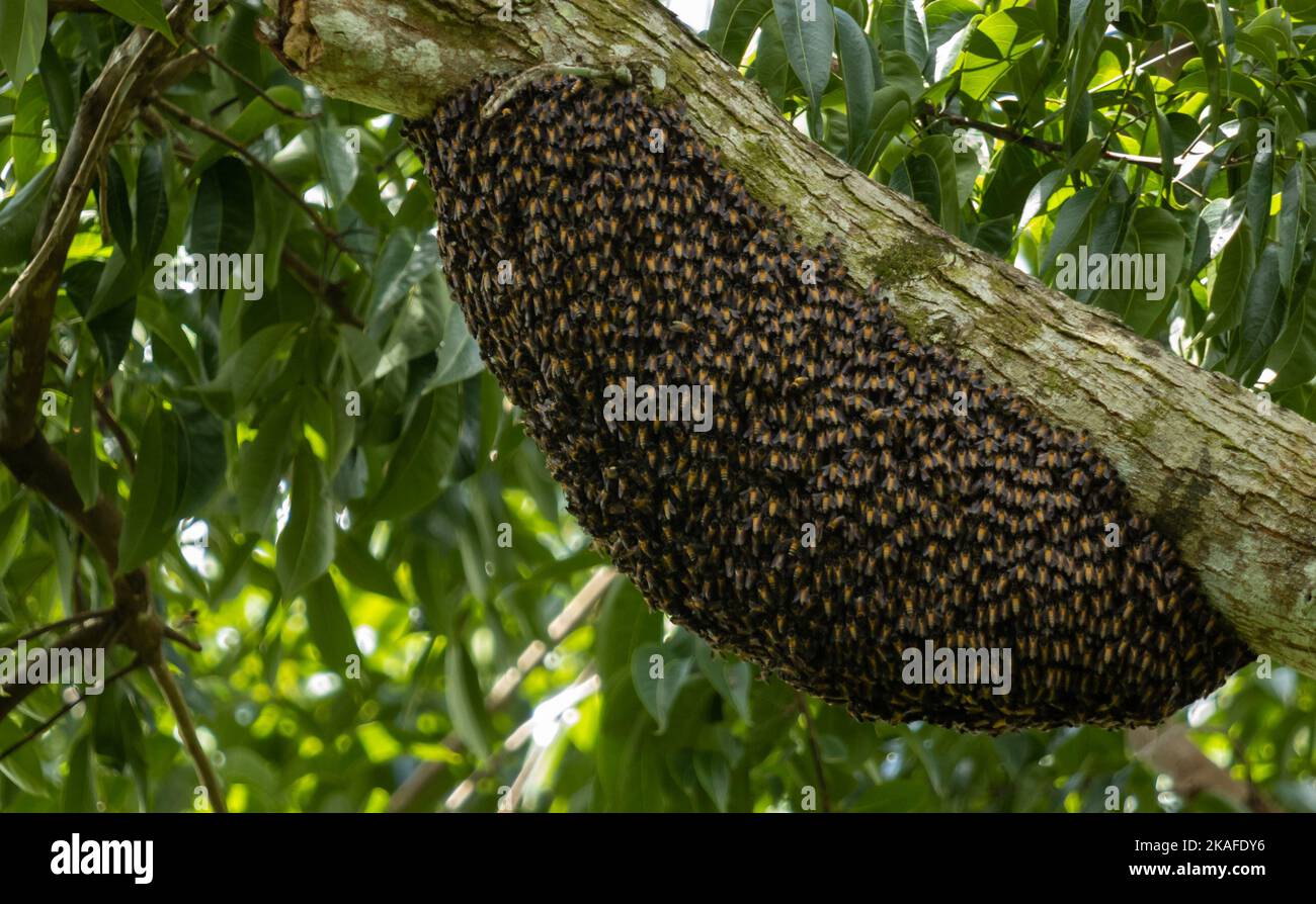 Tree branch beehive hi-res stock photography and images - Alamy