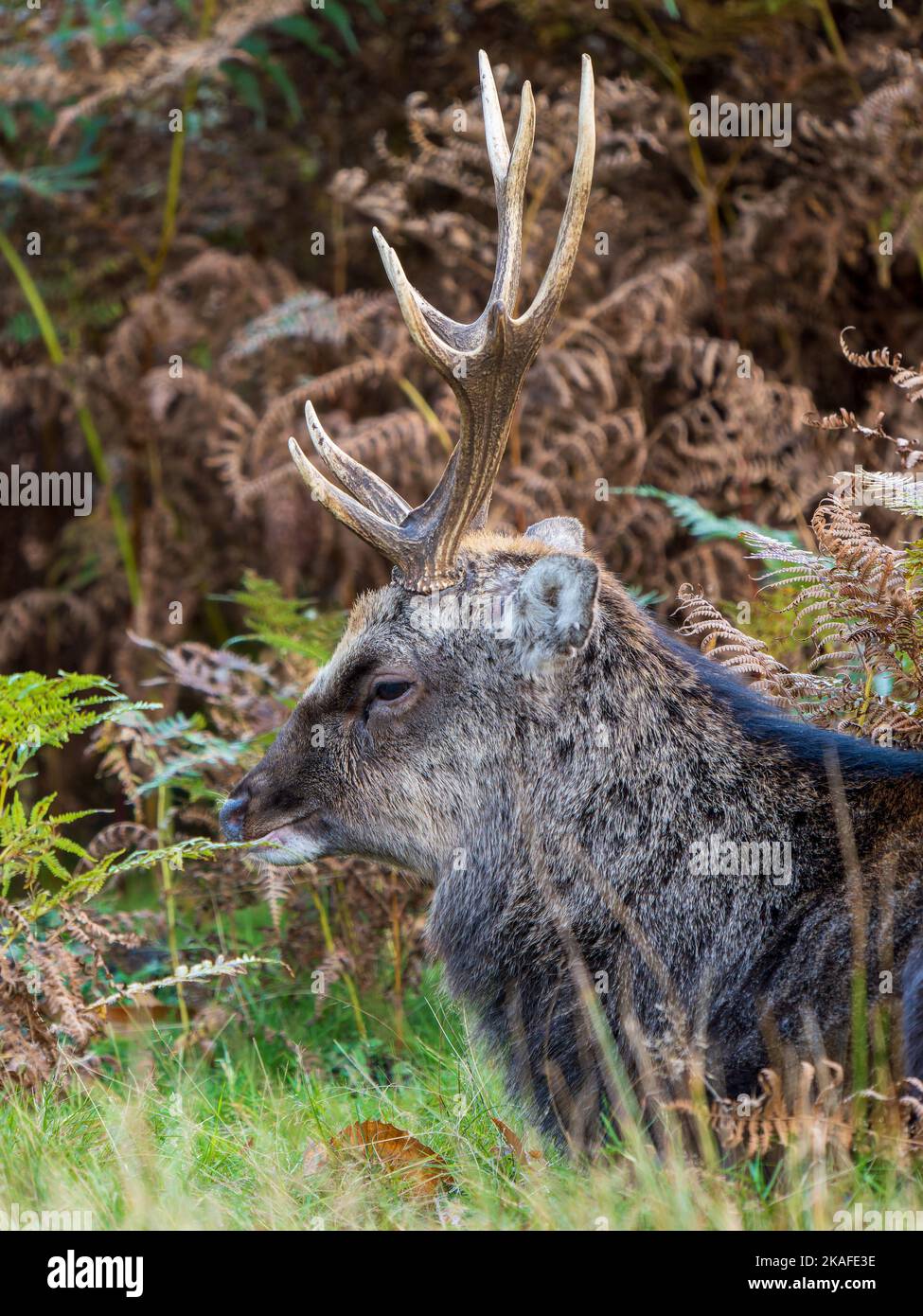 Sika Deer Stag Stock Photo - Alamy