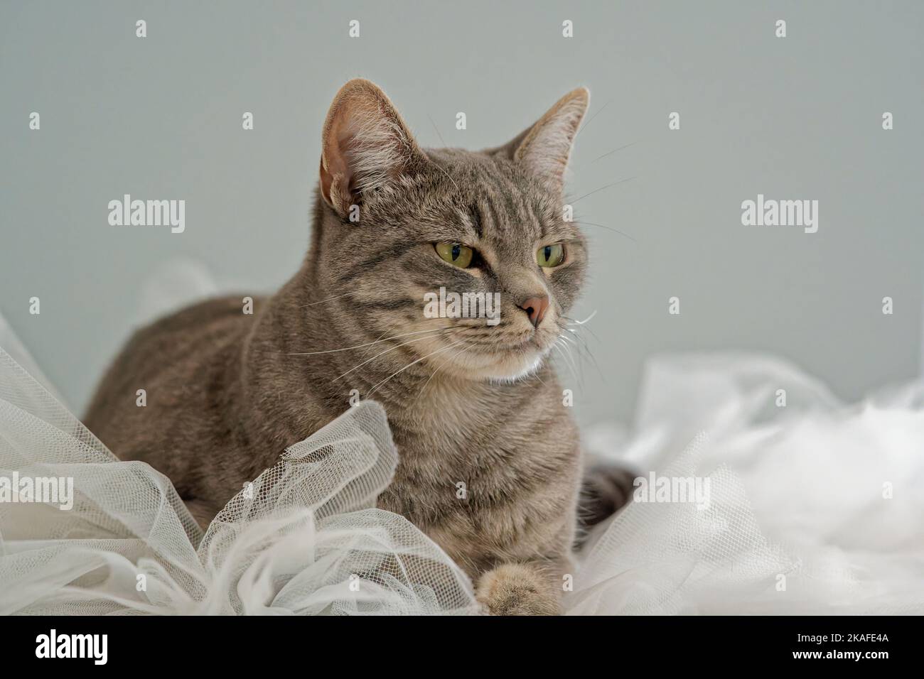 Wite cat hi-res stock photography and images - Alamy