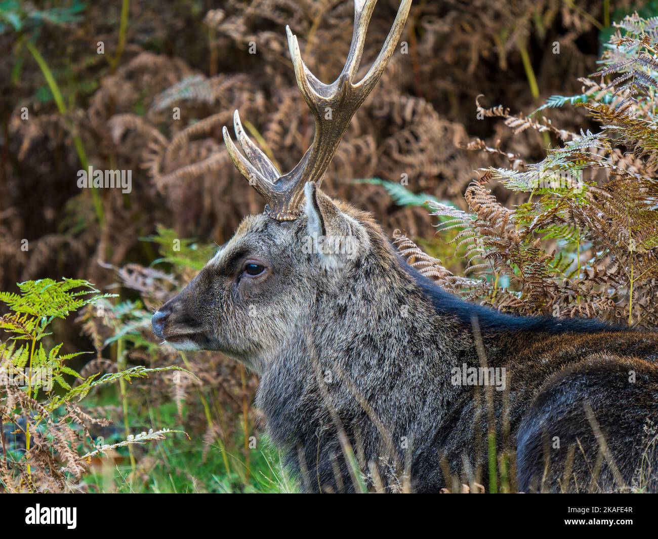 Sika Deer Stag Stock Photo - Alamy