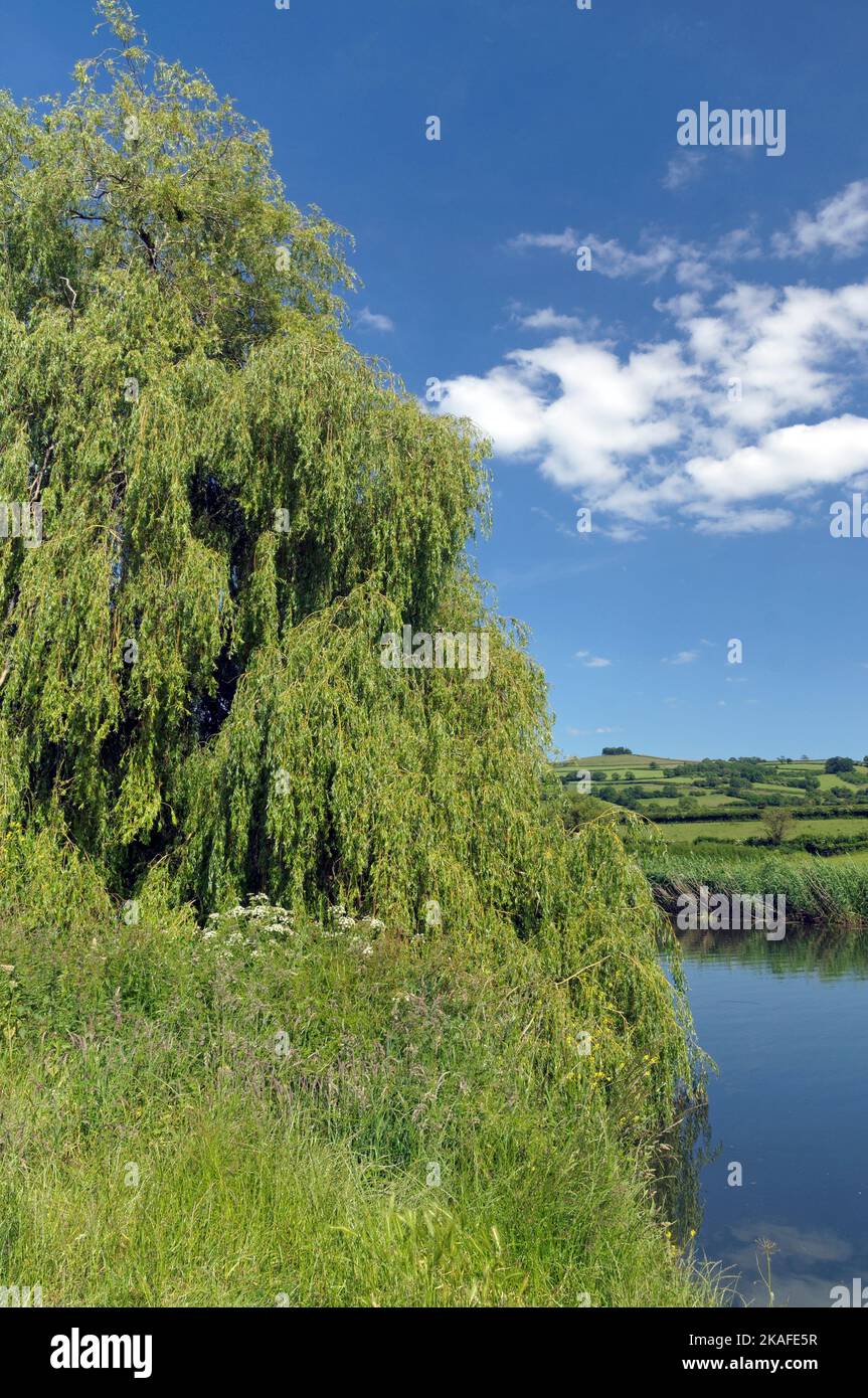 Saltfod hi-res stock photography and images - Alamy