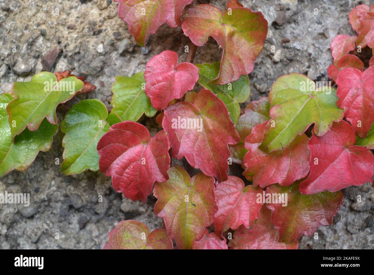 Autumn leaves of the climbing tree on the concrete wall in a garden ...