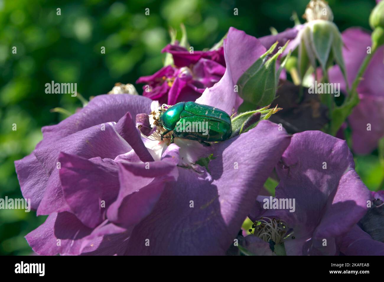 Green, iridescent Rose Chafer Beetle on a purple rose, English garden ...