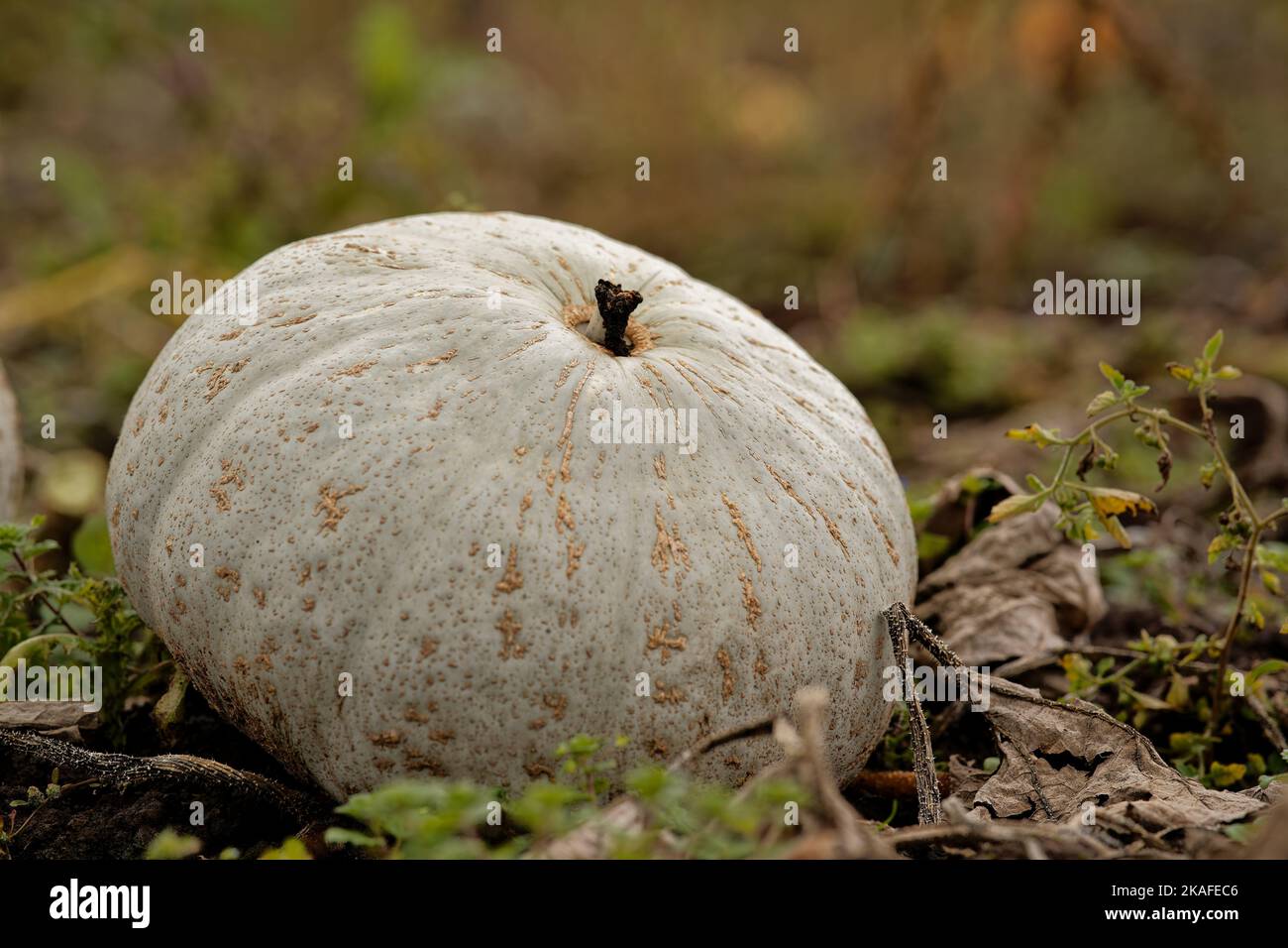 A closeup of a winter squash on a soily ground with dry plants Stock ...