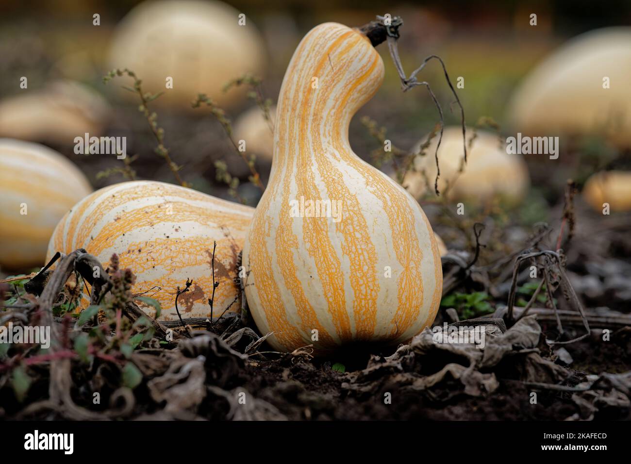 Striped cushaw hi-res stock photography and images - Alamy