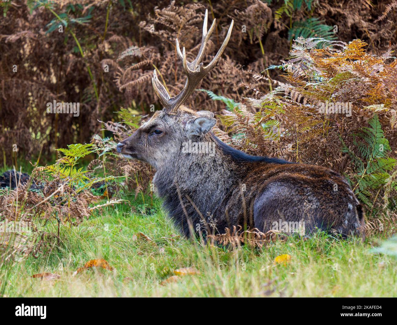 Sika Deer Stag Stock Photo - Alamy