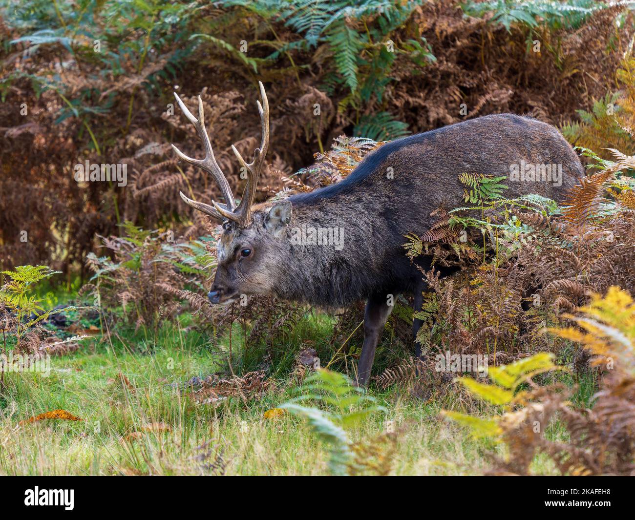 Sika Deer Stag Stock Photo - Alamy