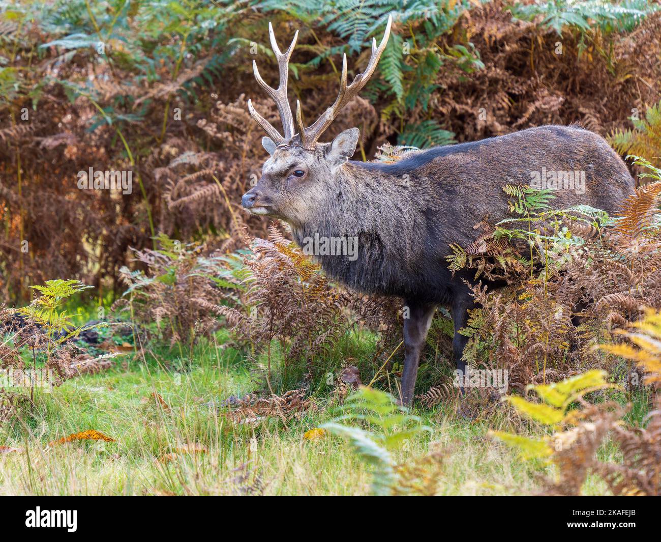 Sika Deer Stag Stock Photo - Alamy