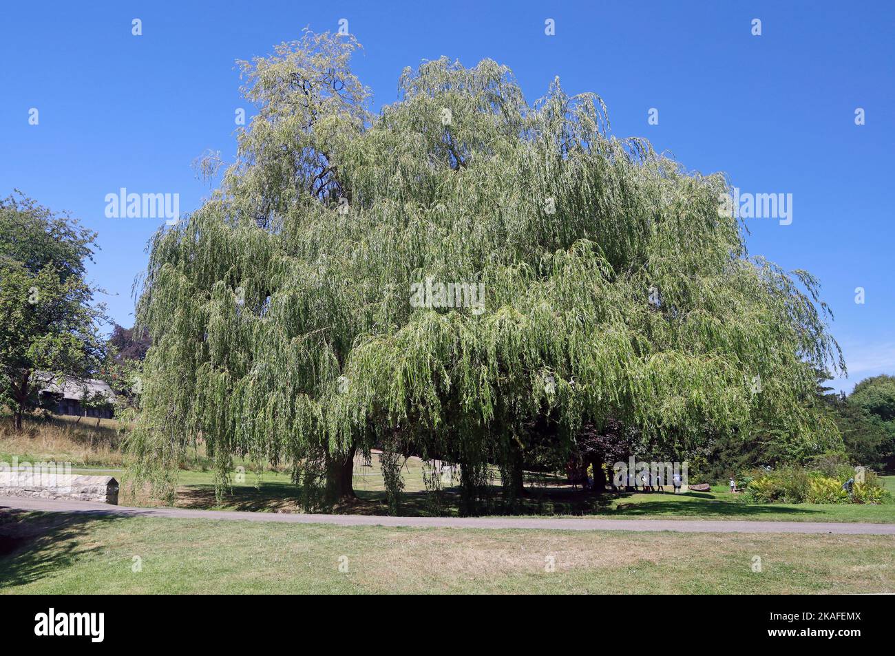 Large weeping willow tree at St Fagans museum. 2022.(Salix babylonica ...