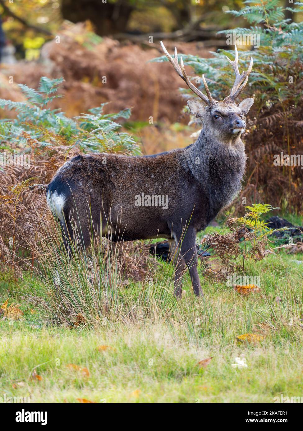 Sika Deer Stag Stock Photo - Alamy
